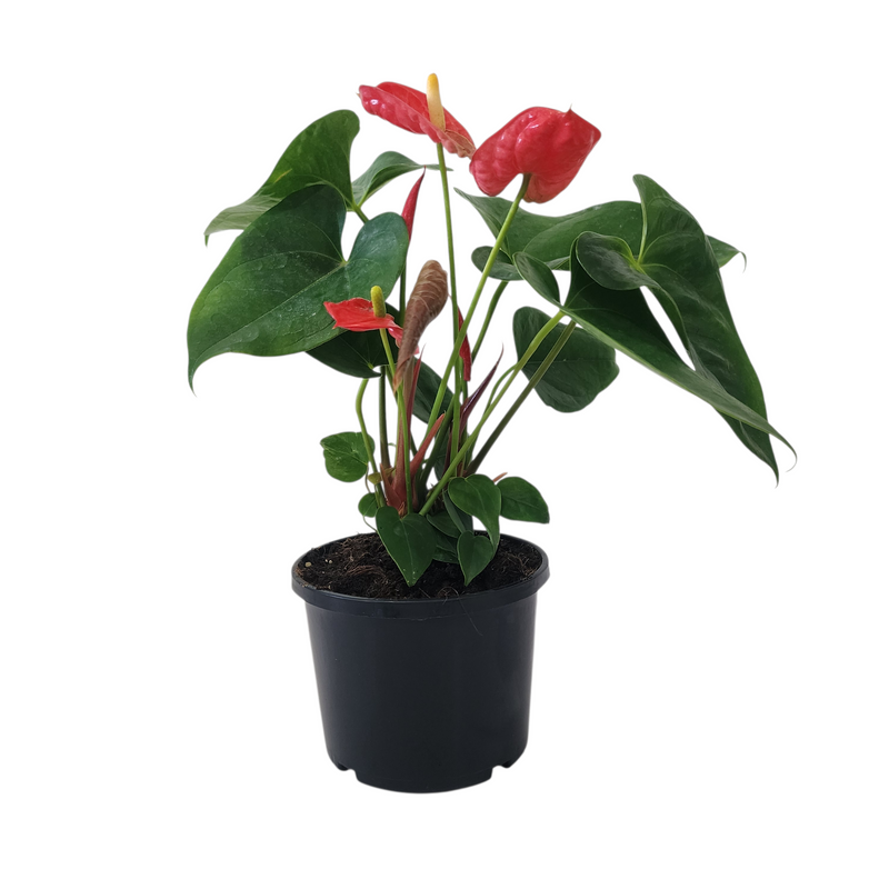Anthurium - 130mm – Flora Plant