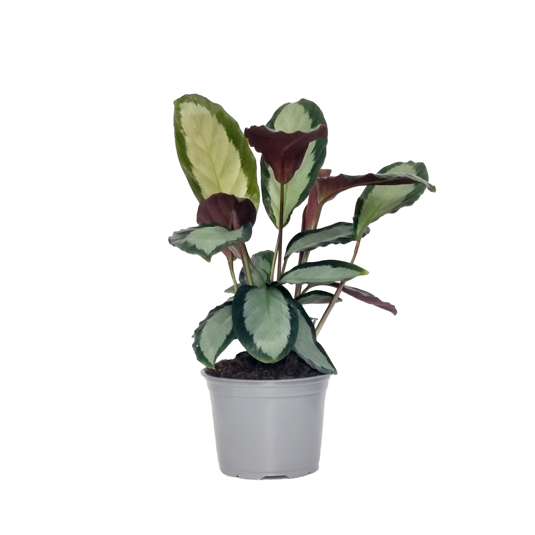 Calathea Royal Standard - 120mm – Flora Plant