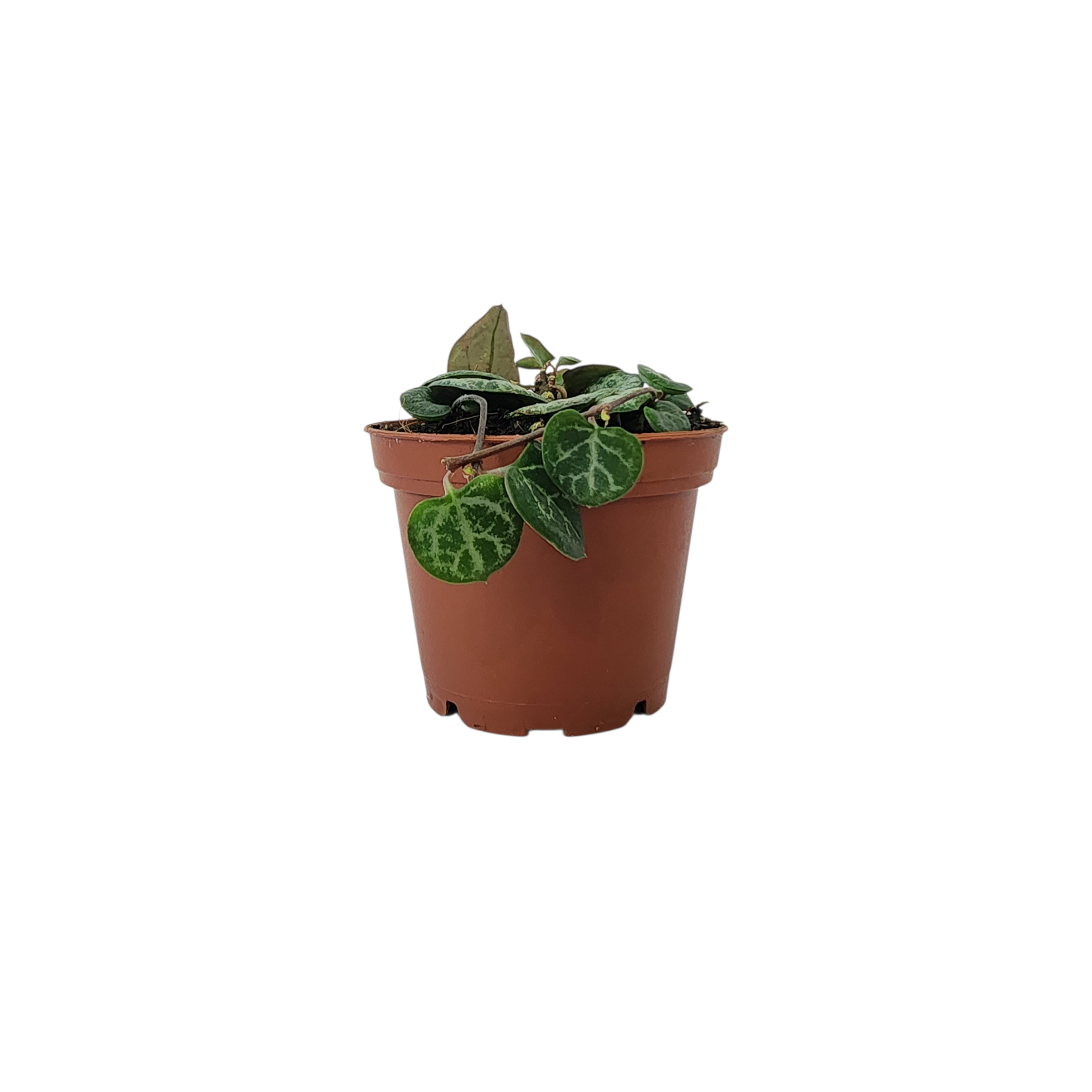 Chain of Hearts - 70mm – Flora Plant