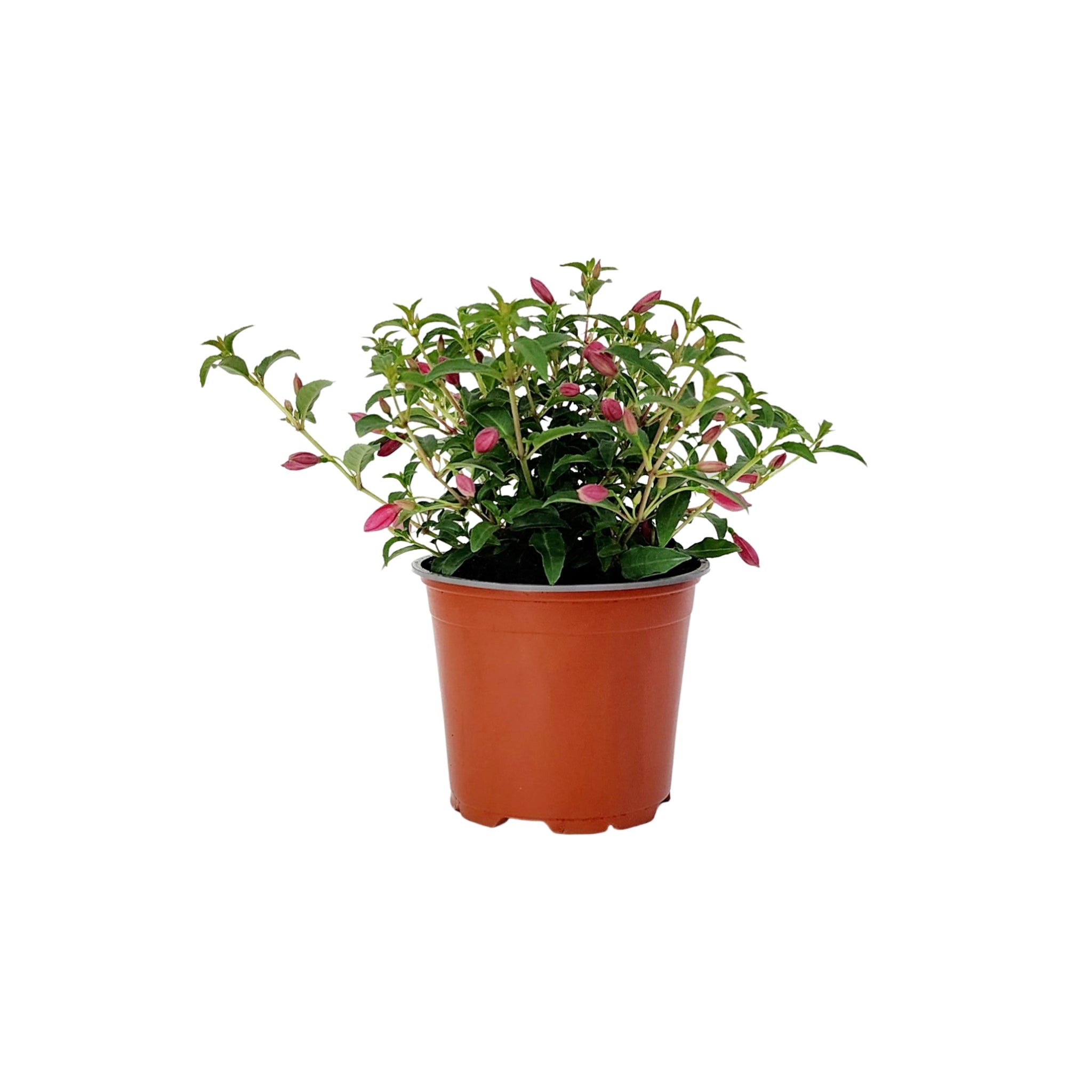 Margeurite Daisy - 150mm – Flora Plant