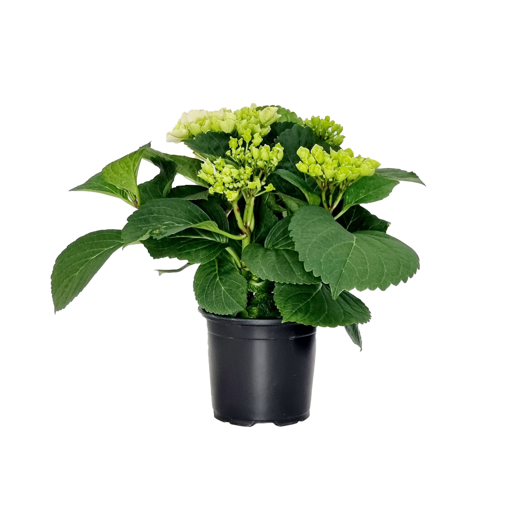 Hydrangea Tea Time - 120mm – Flora Plant