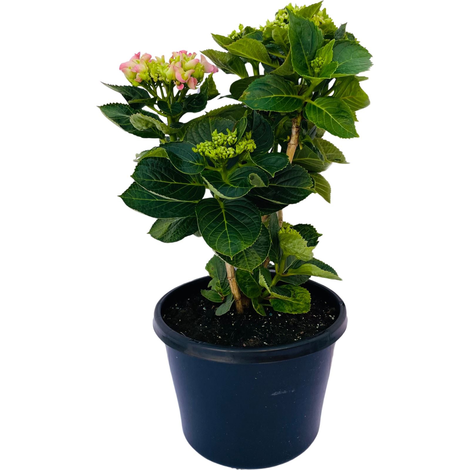 Hydrangea Tea Time - 200mm – Flora Plant