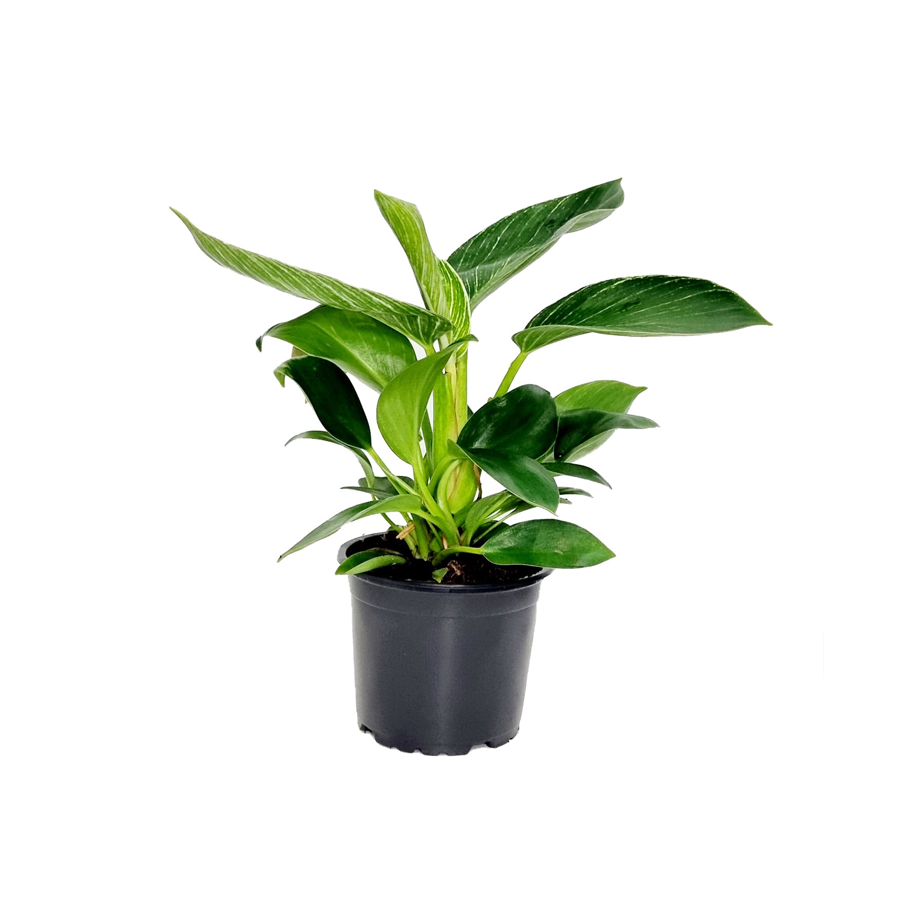 Philodendron Birkin - 120mm – Flora Plant